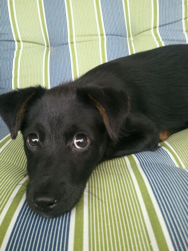 Abandoned Dog found a new Family… – Diary of Dennis