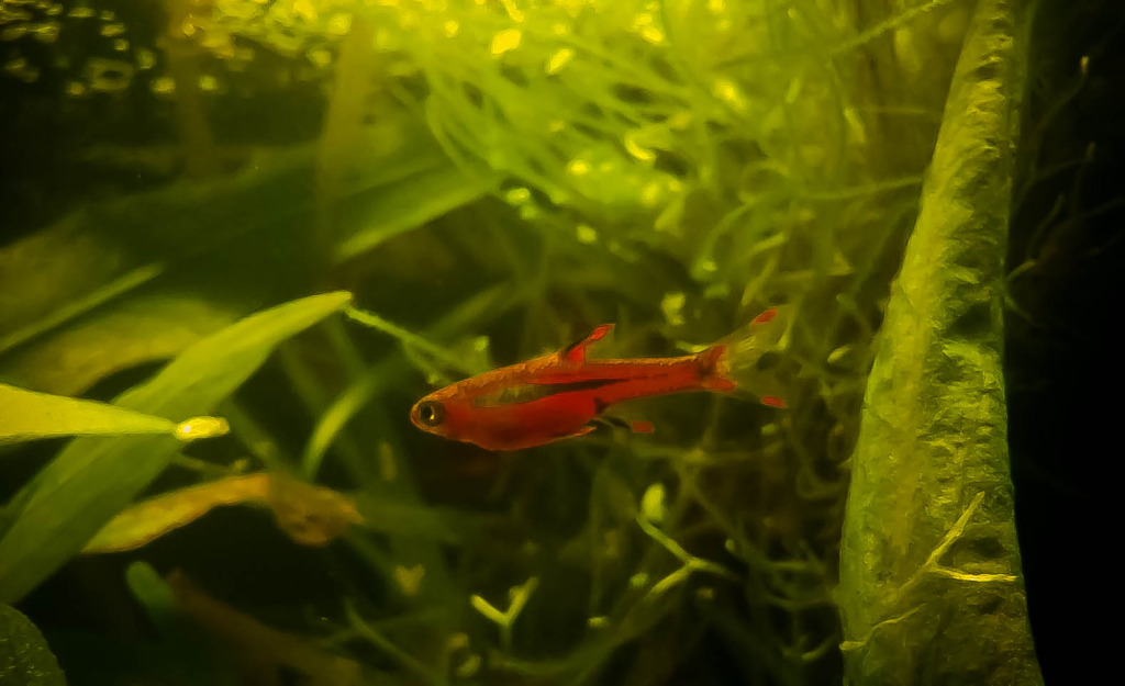 Finally some Photos of a Mosquito Rasbora Fish – Diary of Dennis