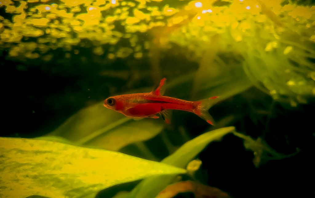 Finally some Photos of a Mosquito Rasbora Fish – Diary of Dennis