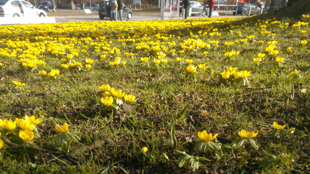 First Signs of Springtime 2013 – Diary of Dennis