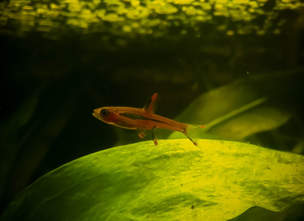 Aquarium fishes introduced: Boraras brigittae – Diary of Dennis
