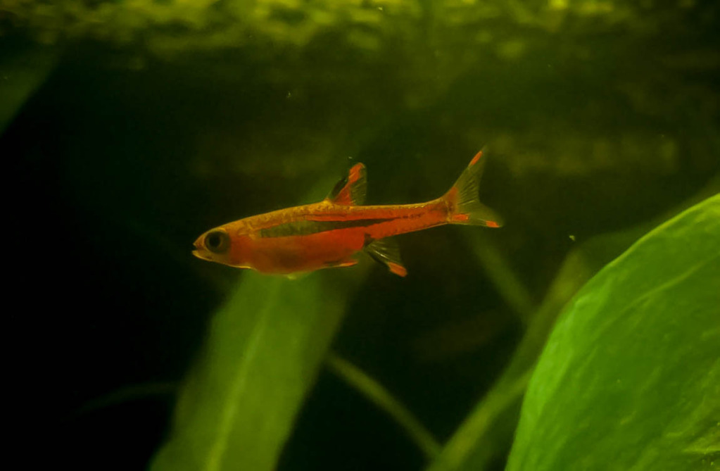 Aquarium fishes introduced: Boraras brigittae – Diary of Dennis