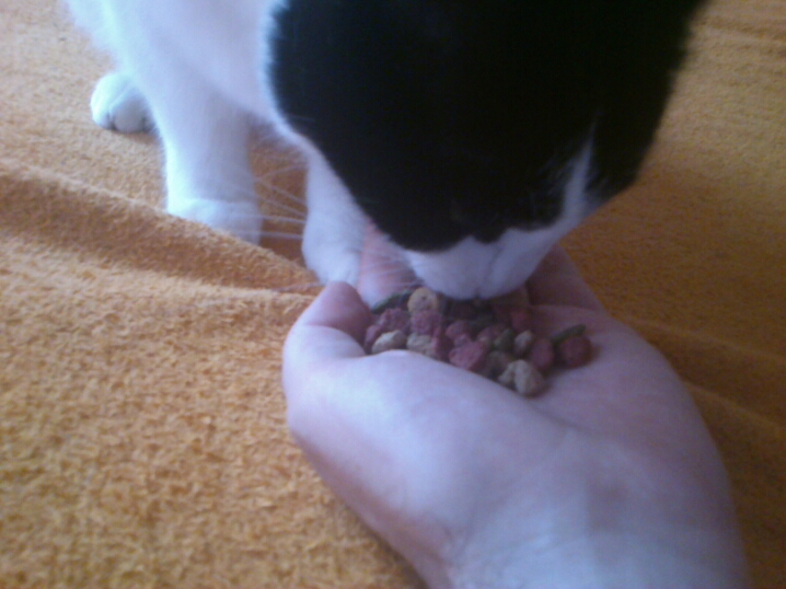 Feeding The Cat – Diary of Dennis