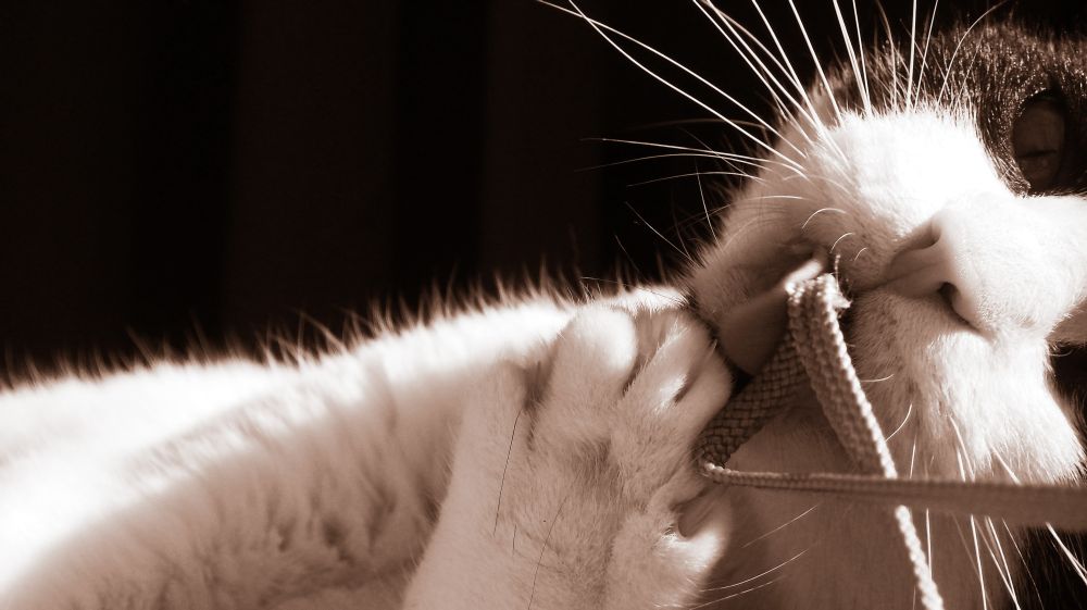 Black And White Cat, Slightly Monochrome – Diary of Dennis