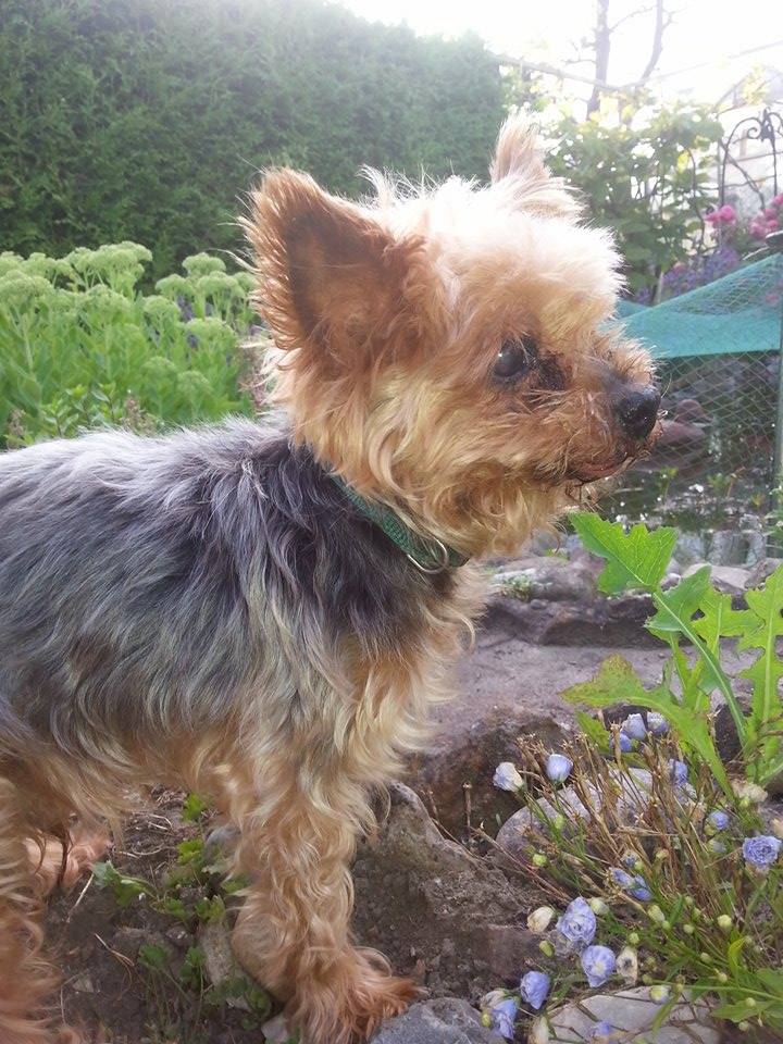 Random Garden And Dog Snapshots – Diary of Dennis