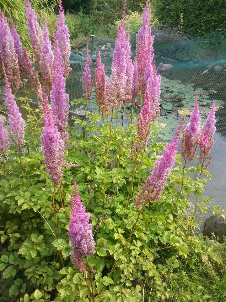 Random Garden And Dog Snapshots – Diary of Dennis