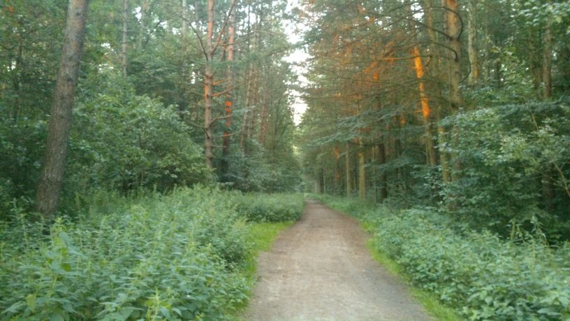 German History,… Going Through The Forest With Friends,… – Diary of Dennis