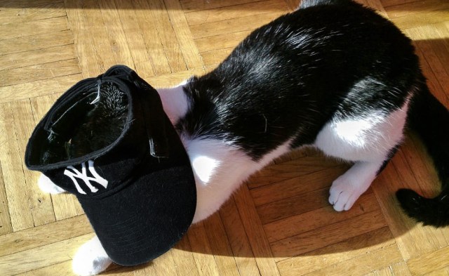 New York Yankees Cat – Diary of Dennis