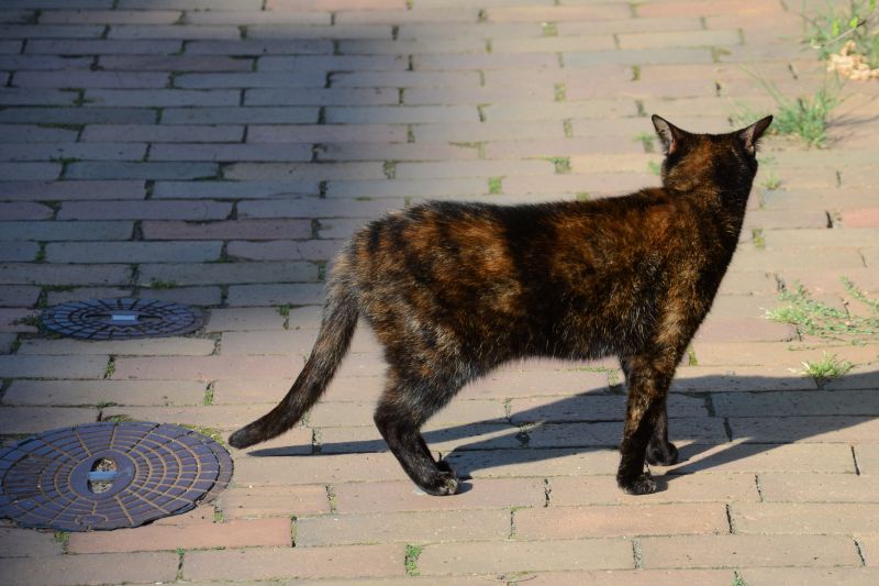 Beautiful Outdoor Cat – Diary of Dennis