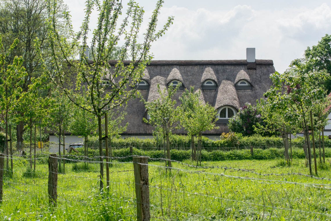 Thatched Roof – Diary of Dennis