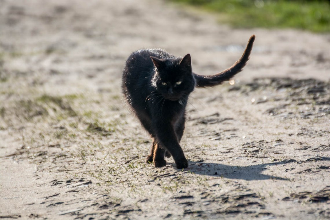 Walking Black Cat – Diary of Dennis